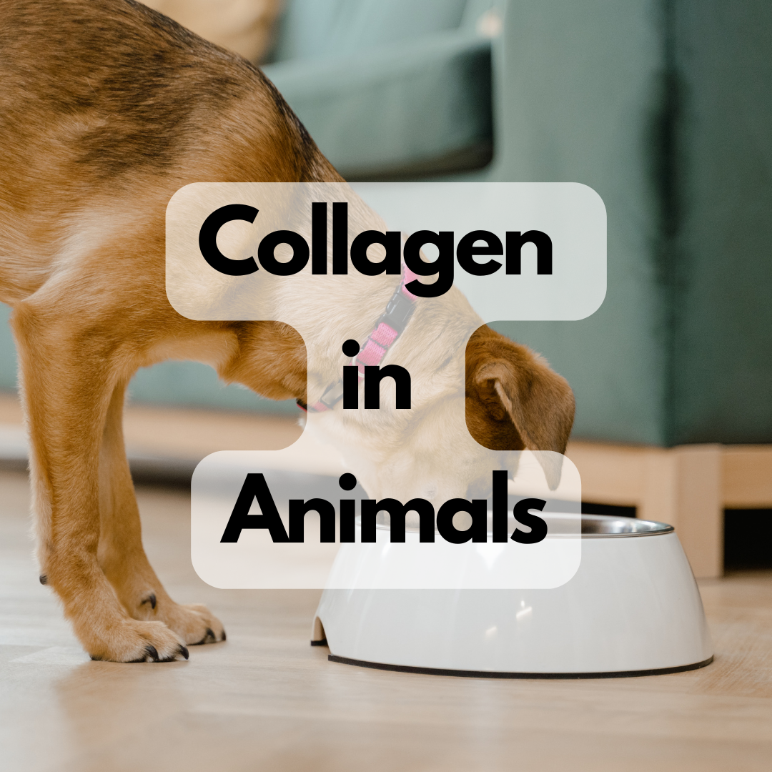 Collagen in Animals – Ana Maria Lajusticia